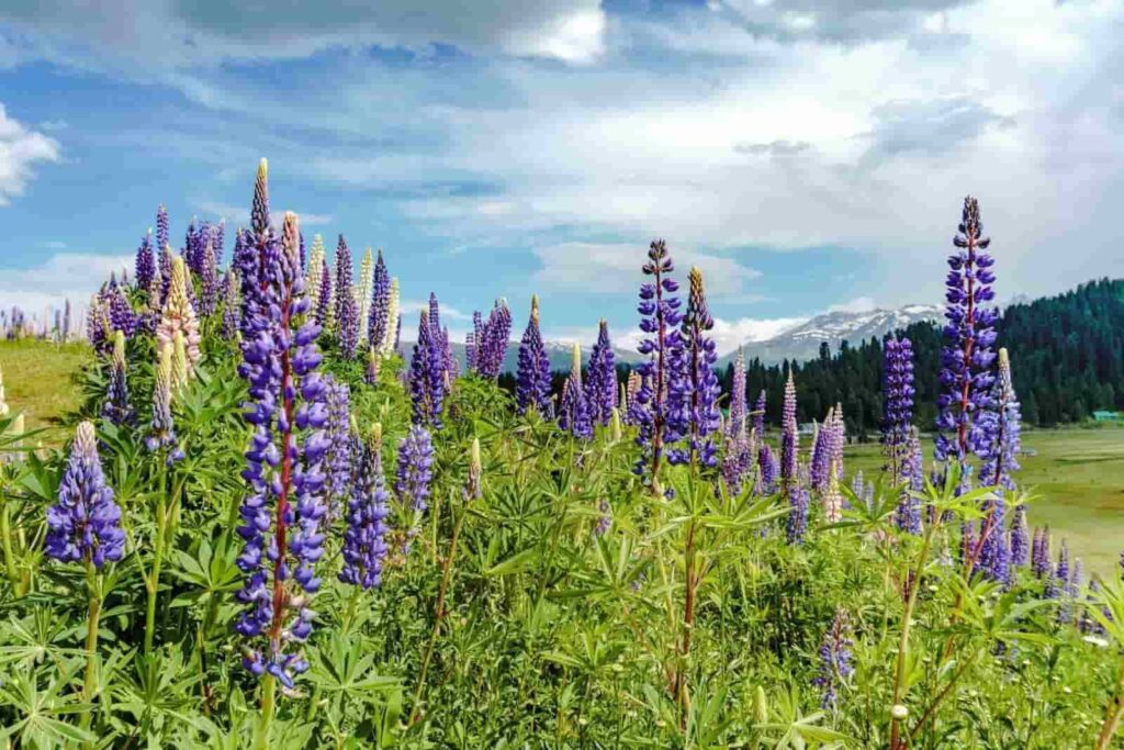 Kokernag, Kashmir: Explore Stunning Gardens & Springs