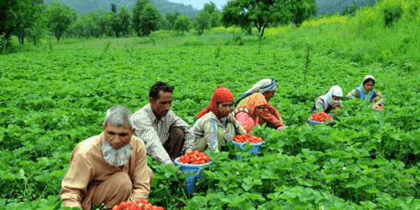 Strawberry Valley Gulmarg | Best Time, Places to Visit & More.