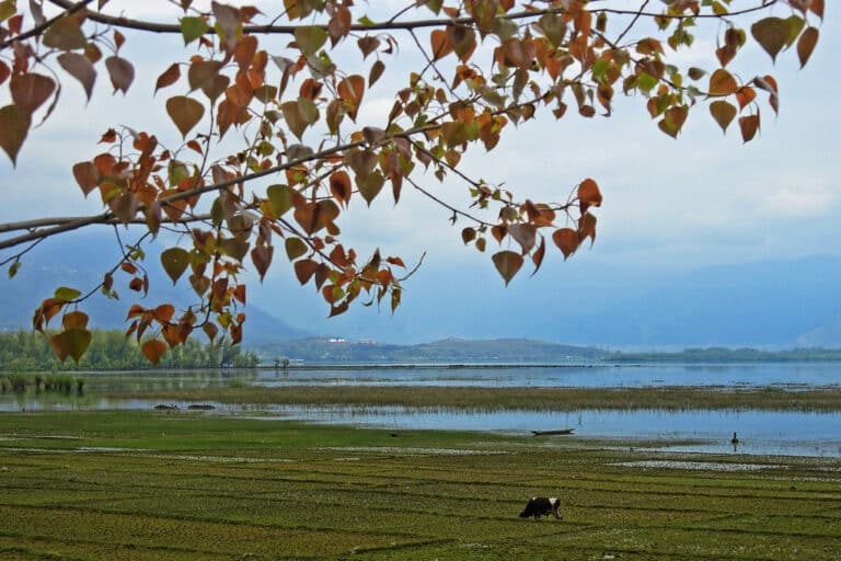 Kokernag, Kashmir: Explore Stunning Gardens & Springs